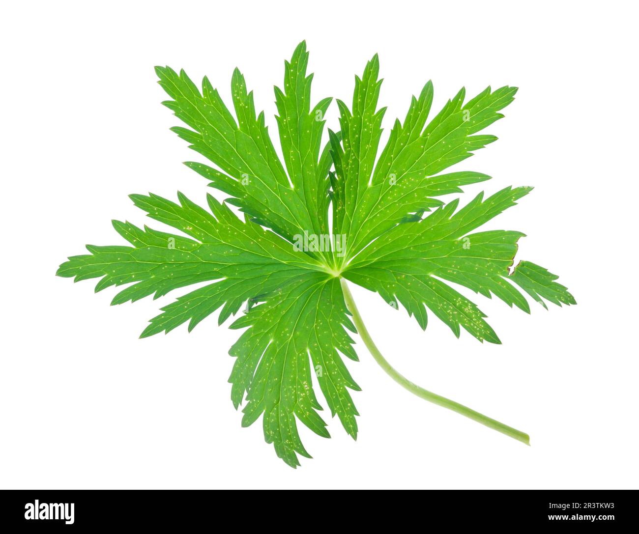Feuille de fleur Banque d'images détourées - Alamy