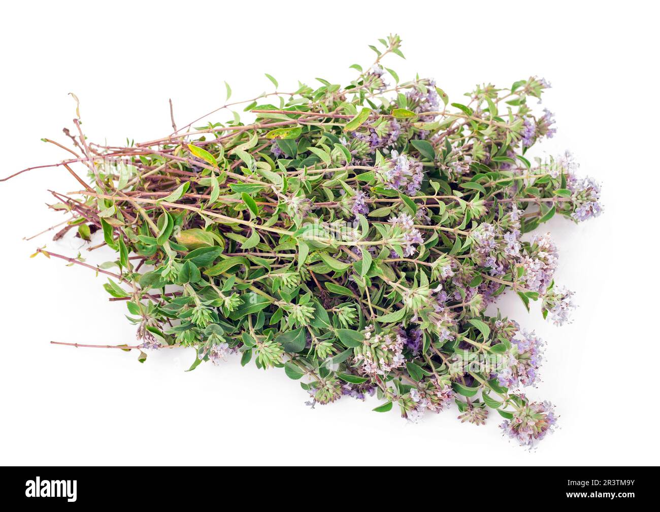 Thym sauvage ou thym sauvage Banque d'images détourées - Alamy