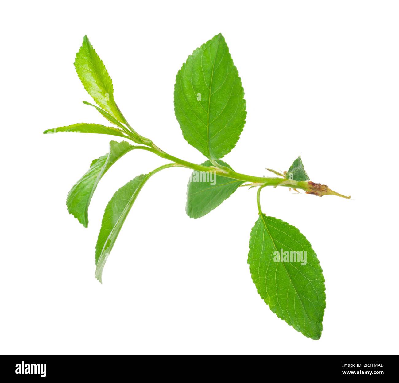Jeune pomme Banque de photographies et d’images à haute résolution - Alamy
