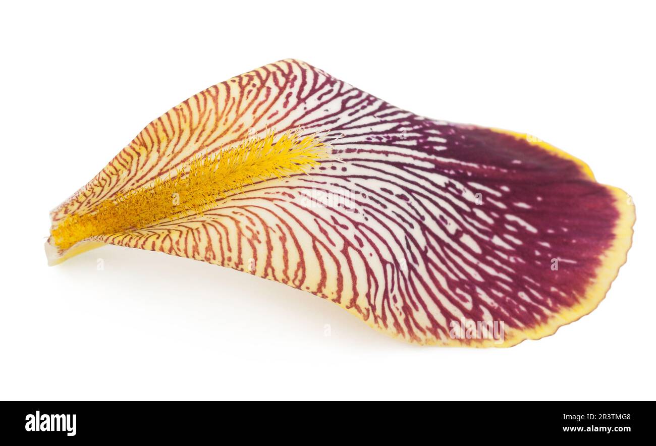 Iris leaves Banque d'images détourées - Alamy