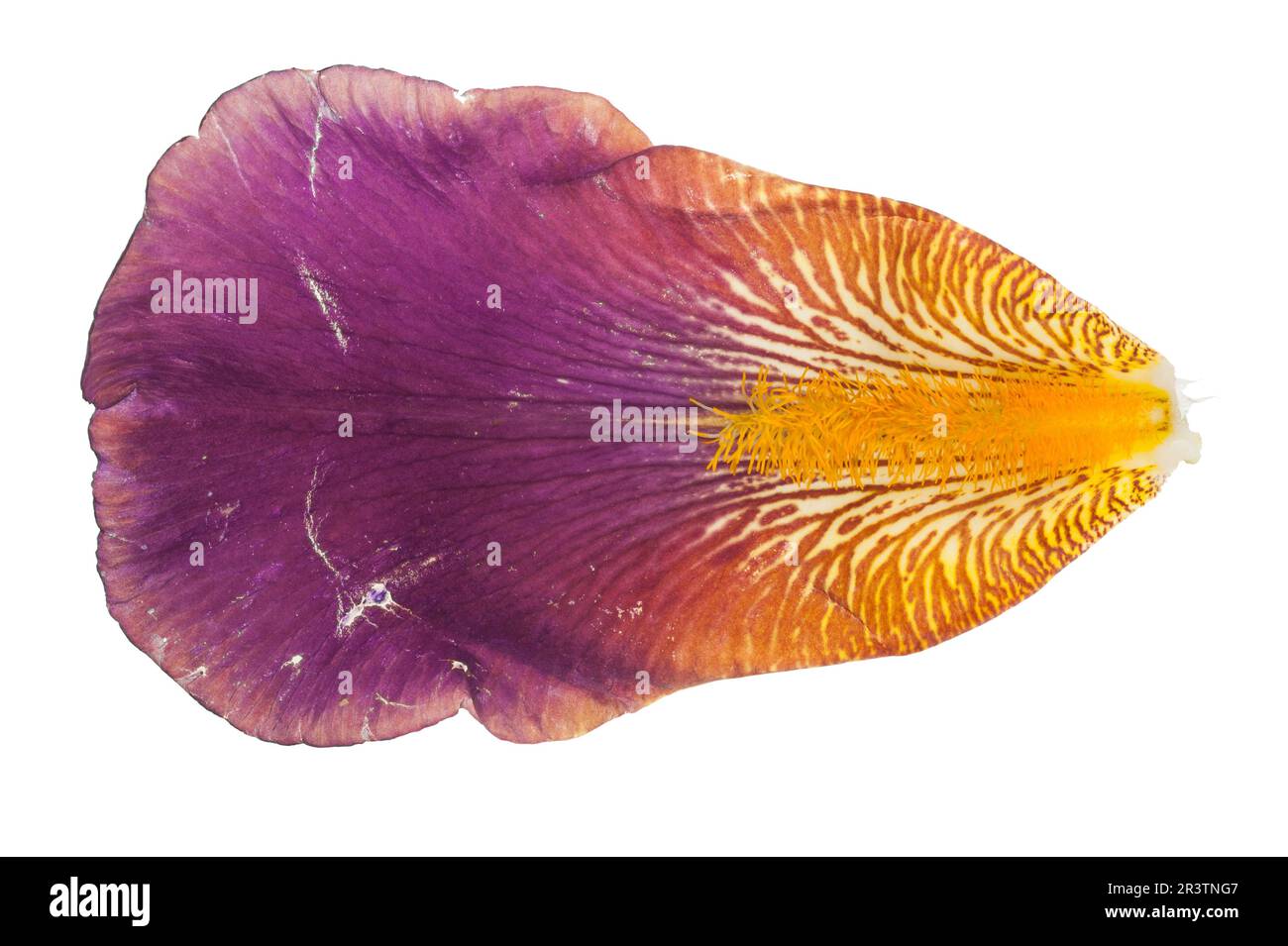 Iris leaves Banque d'images détourées - Alamy