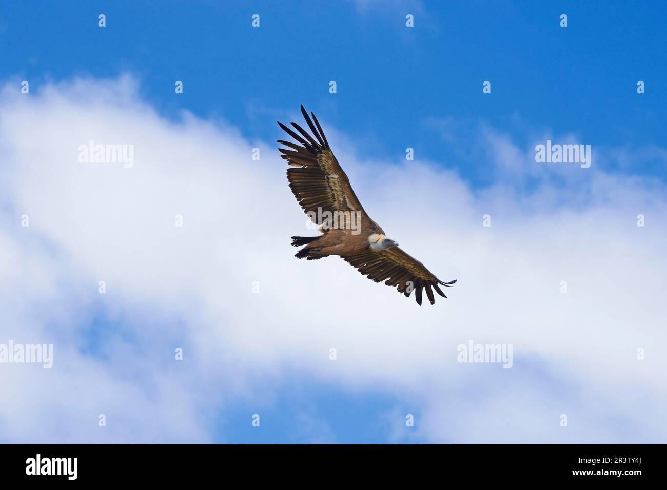 Vautour (Gyps fulvus), Hoces del Duraton, gorges de la rivière Duraton ...