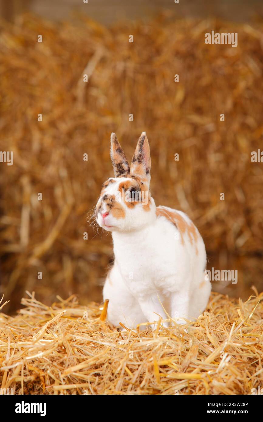 Dwarf rex rabbit Banque de photographies et d’images à haute résolution - Alamy