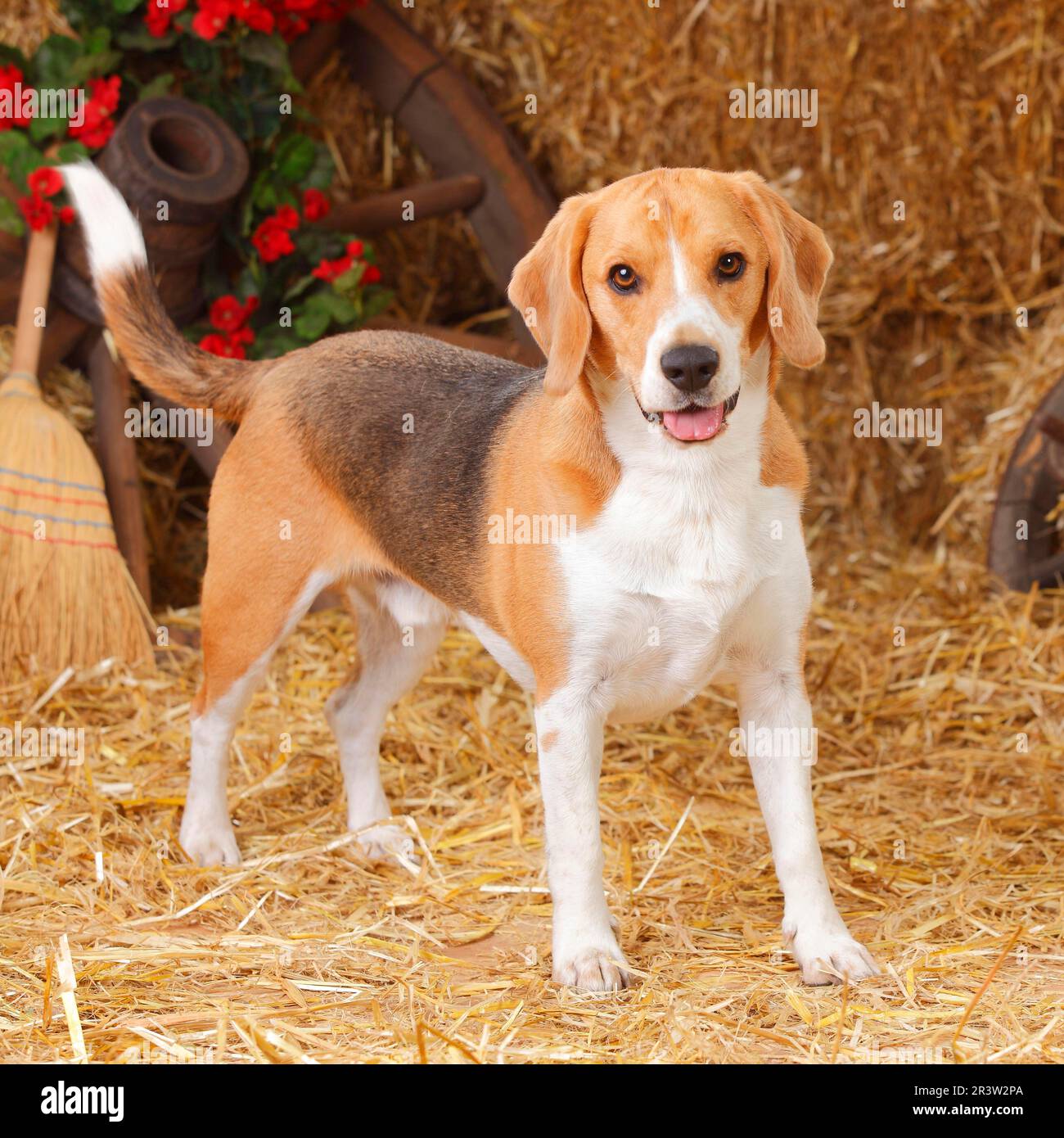 Male beagle Banque de photographies et d’images à haute résolution - Alamy