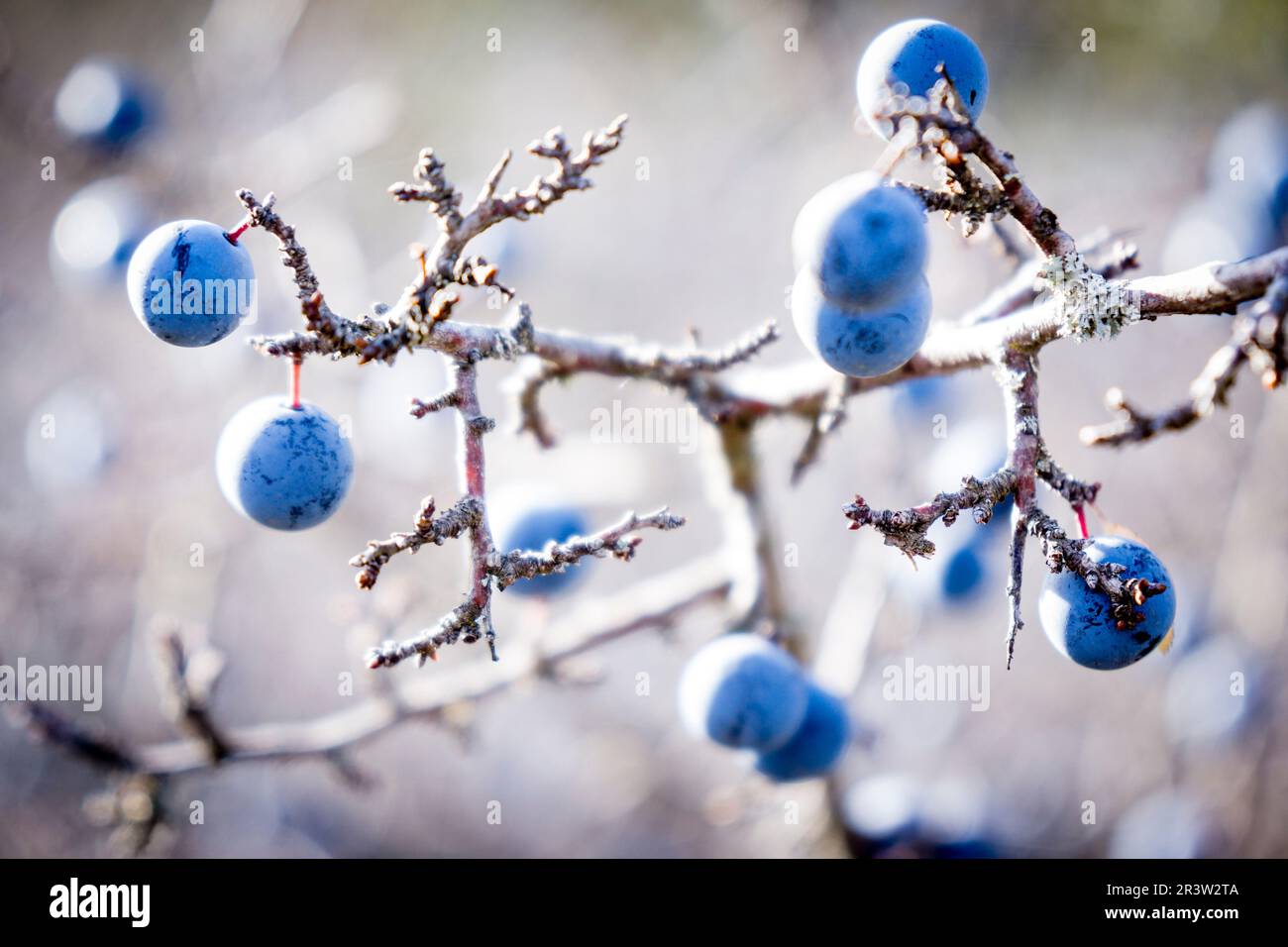 Parque natural sierra y caa ones de guara Banque de photographies et d ...
