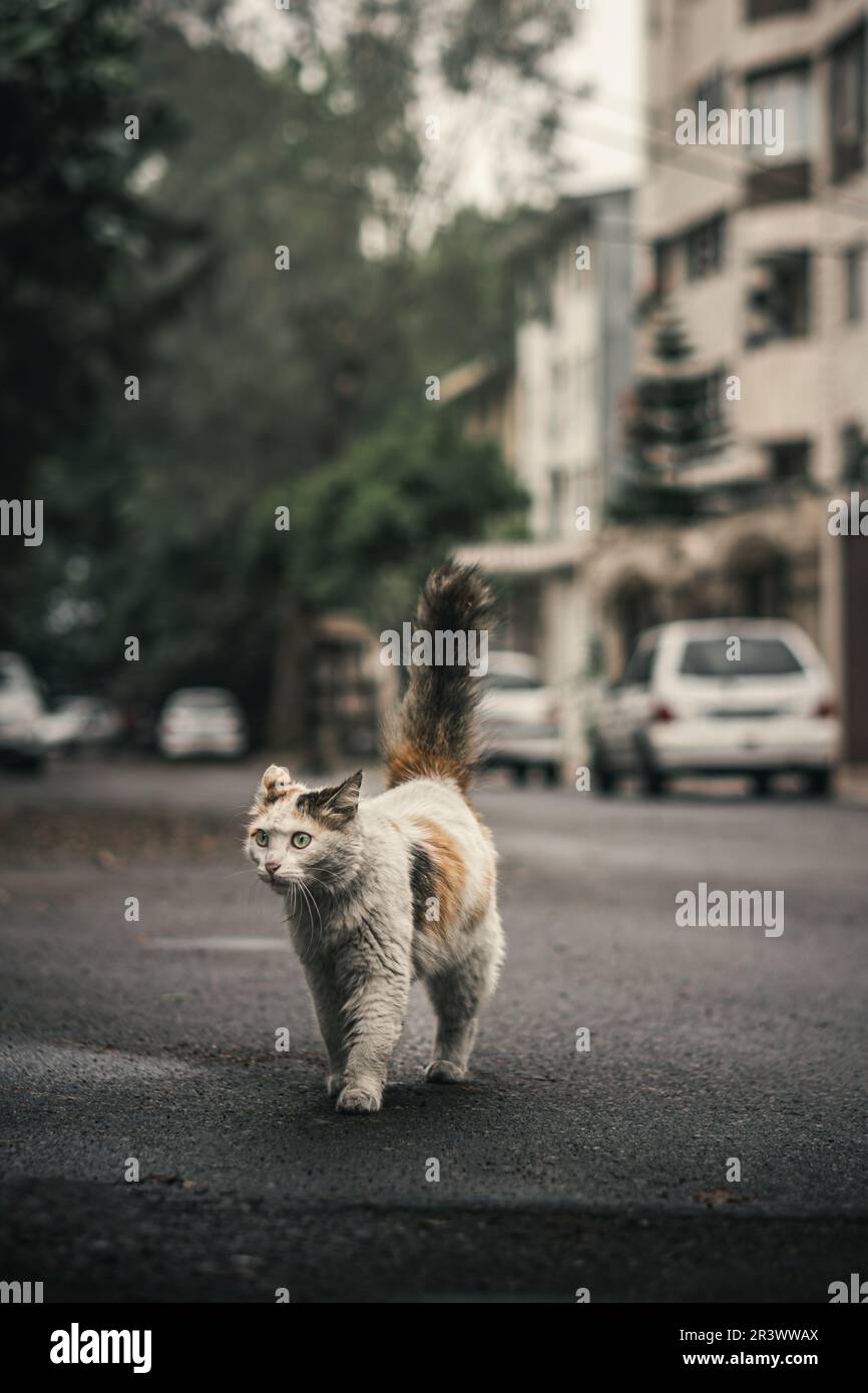 Chat marchant dans la rue Banque de photographies et d’images à haute ...