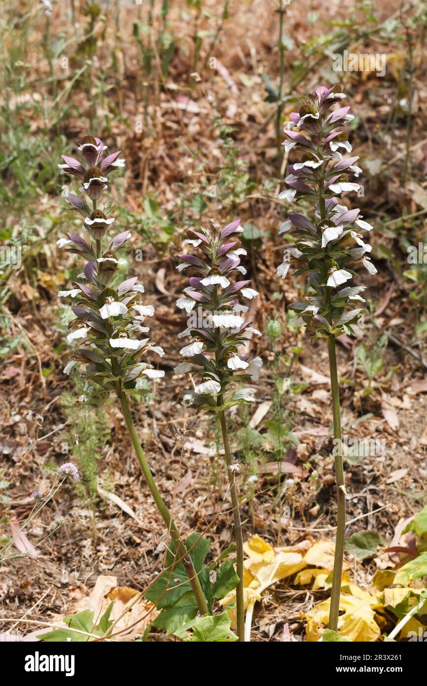 Acanthus mollis, connu sous le nom de sangsues de l'ours, culottes de l ...