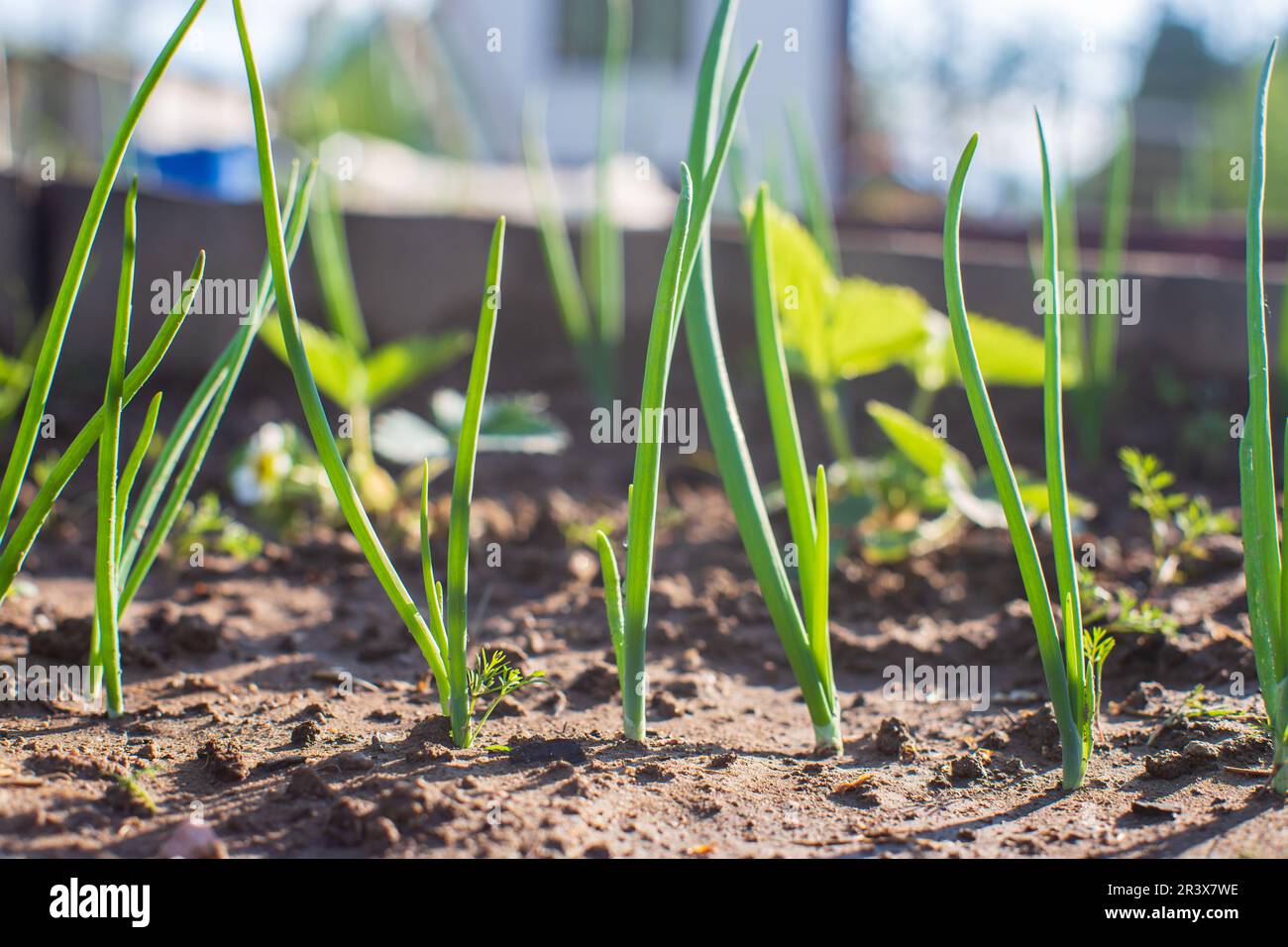Les cultures d'oignons plantées dans le sol deviennent mûres sous le ...