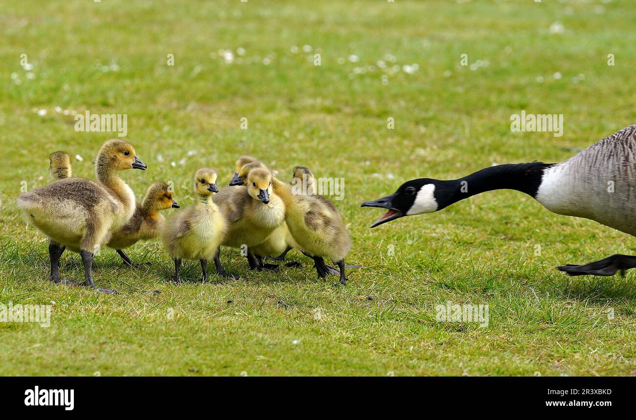 Une mère d'oie et ses poussins d'oie du Canada (Gosling) nagent et ...