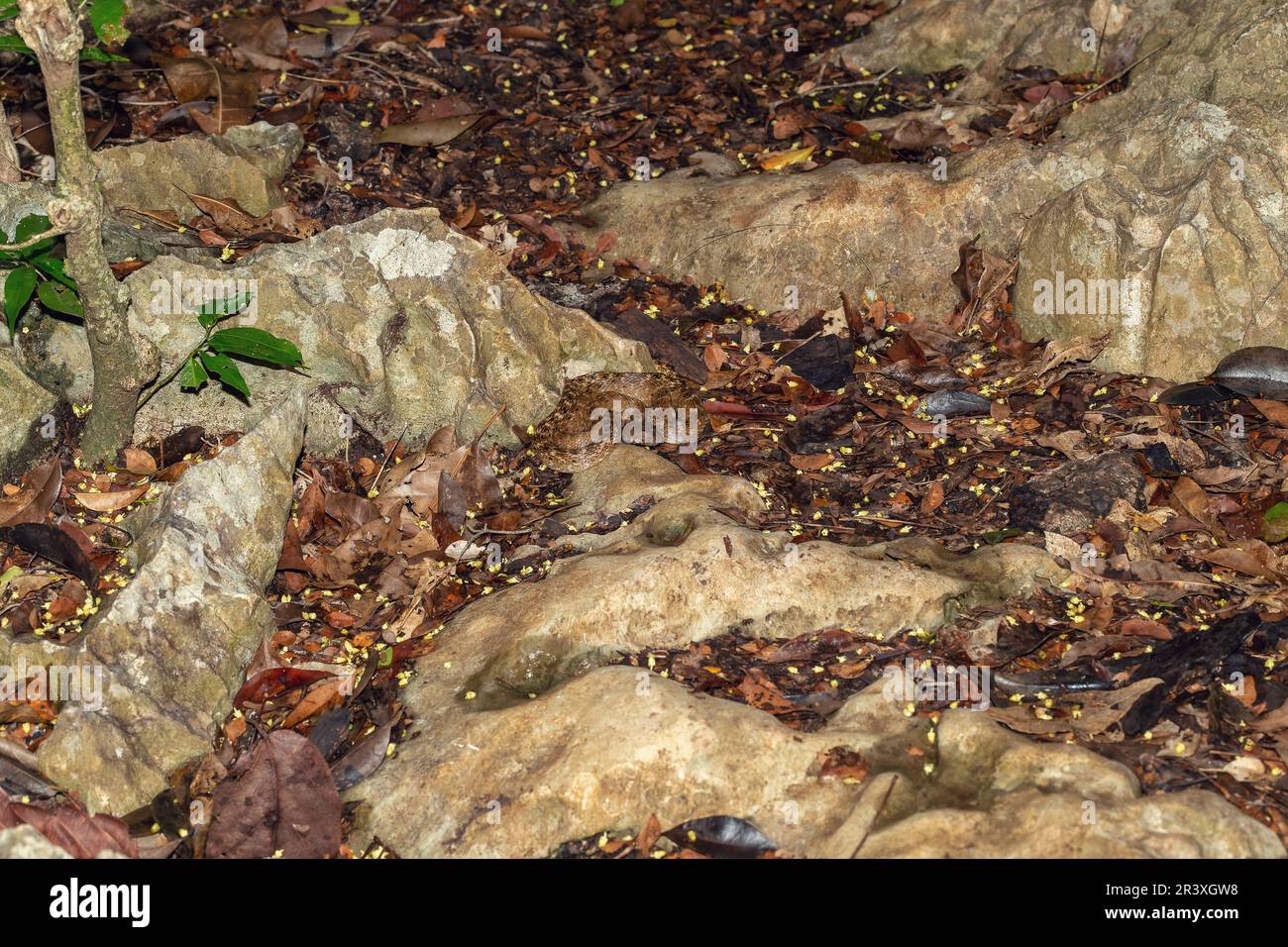 Serpent à oeil de chat malgache, Colubrinus malgache, Forêt de Kirindy ...