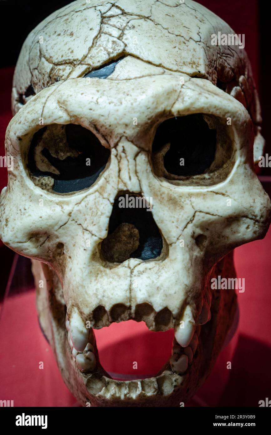 Skull replica Banque de photographies et d’images à haute résolution ...