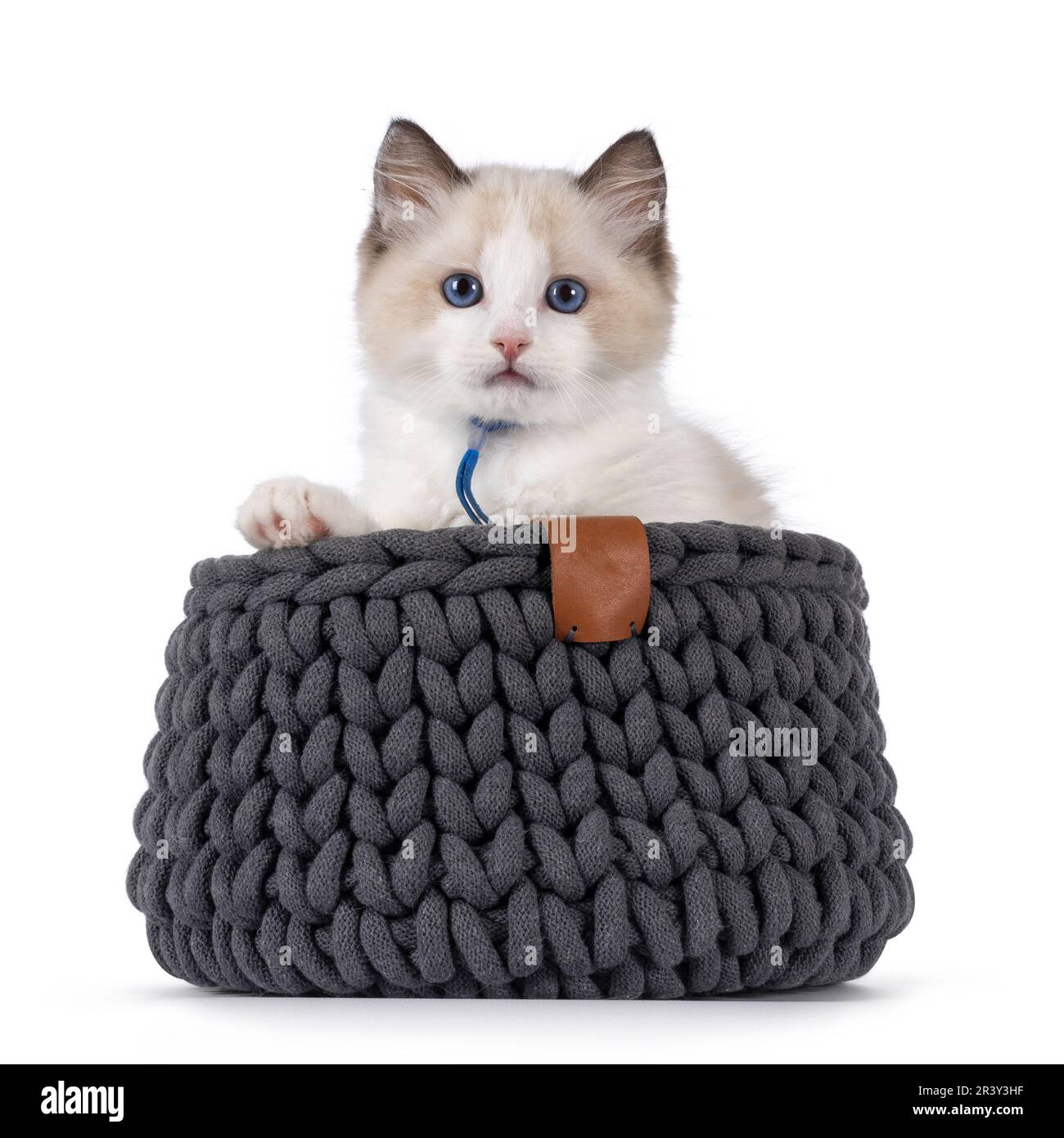 Chat ragdoll dans un panier moelleux Banque de photographies et d ...
