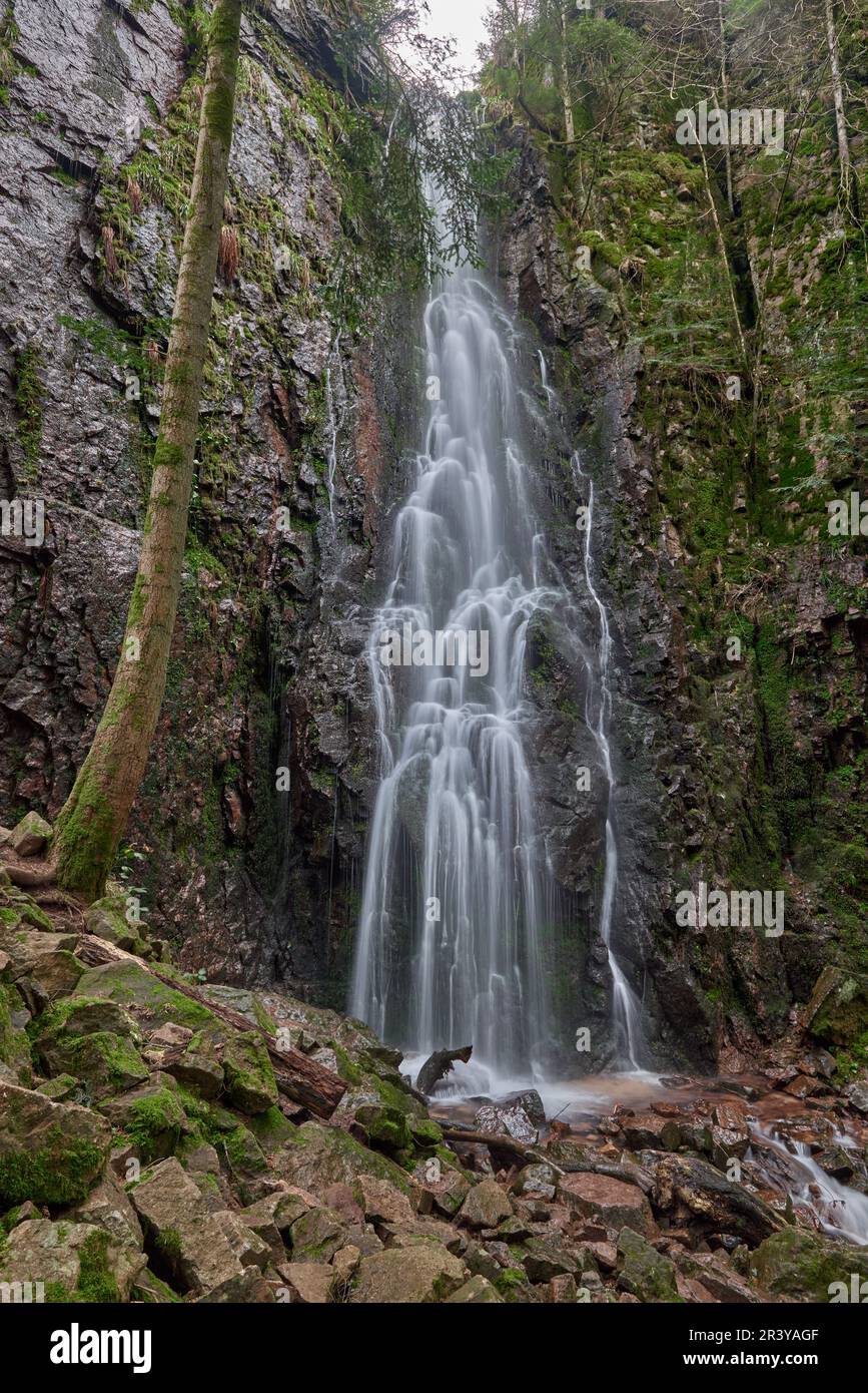 La cascade de Burgbach dans la forêt de conifères tombe sur des roches ...