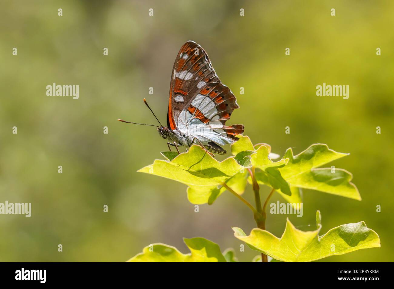 Limenitis réducta, connu sous le nom de papillon amiral blanc du sud ...