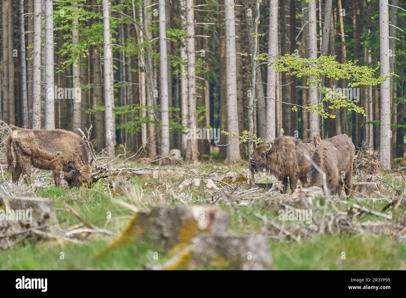 Le Bison, aussi Wisent ou Bison bonasus, est un grand mammifère ...