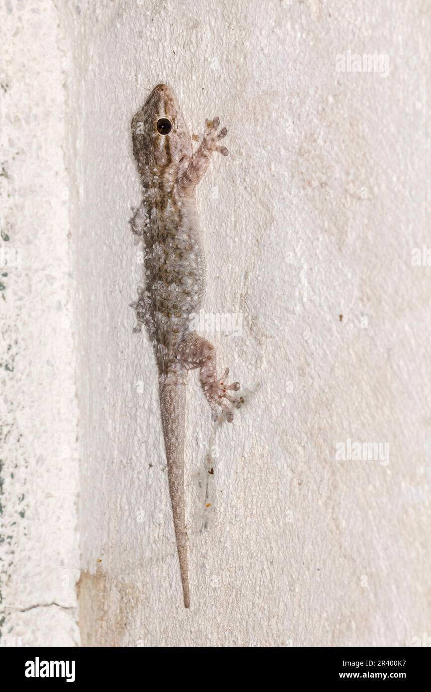 Tarentola mauritanica, Mauergecko - Tarentola mauritanica, connue sous ...
