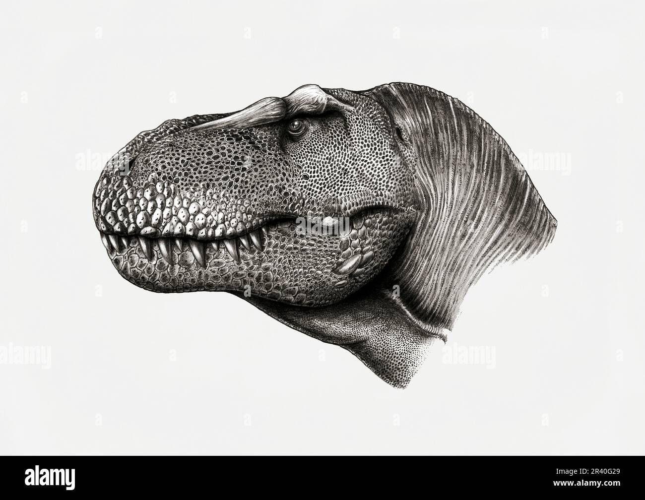 Tyrannosaurus rex noir et blanc Banque de photographies et d’images à haute résolution - Alamy