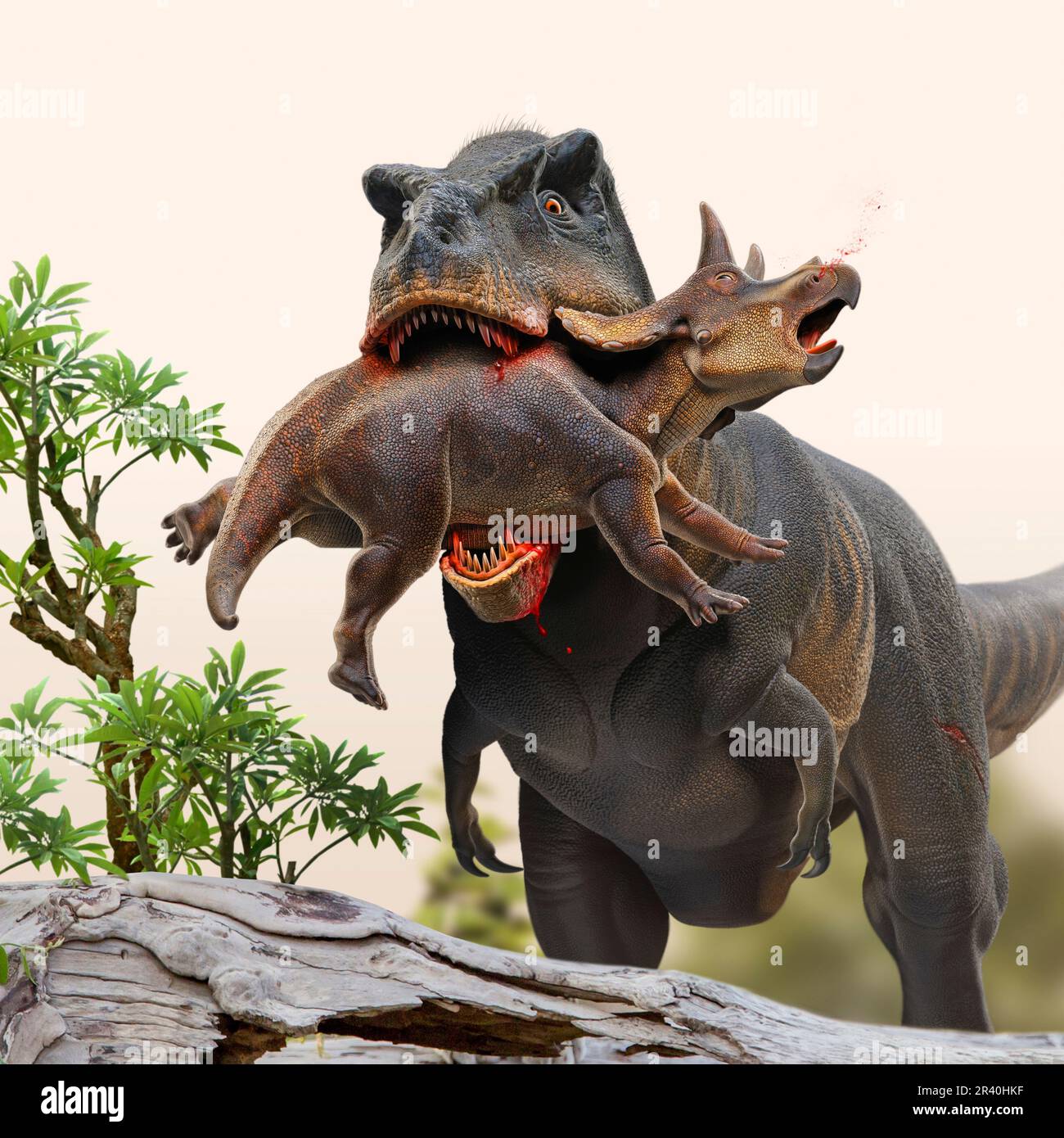 Tyrannosaurus rex eating triceratops Banque de photographies et d’images à haute résolution - Alamy