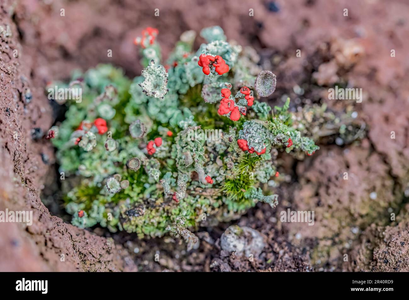 Mousse et lichen Banque de photographies et d’images à haute résolution ...