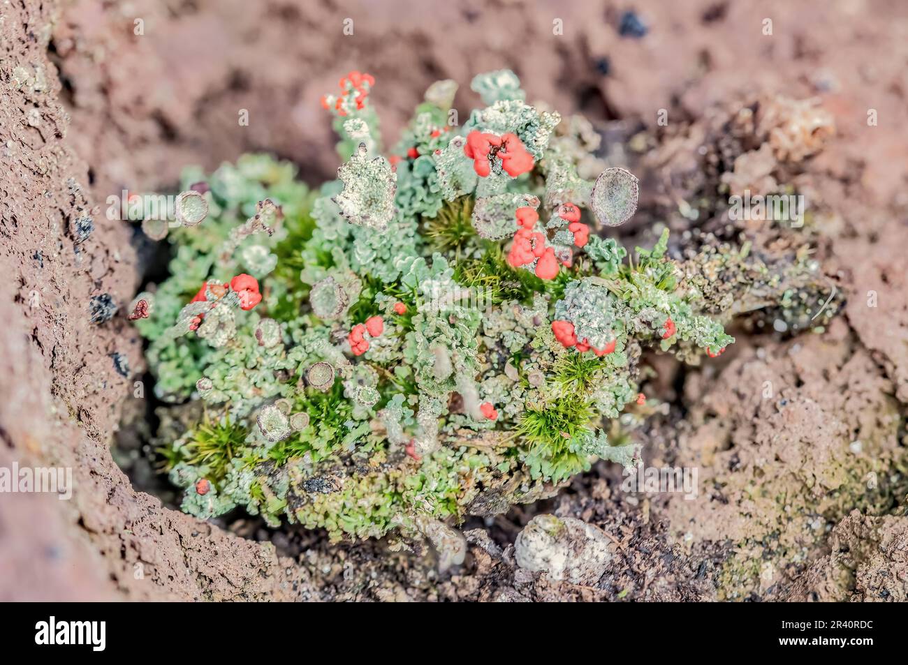Mousse et lichen Banque de photographies et d’images à haute résolution ...