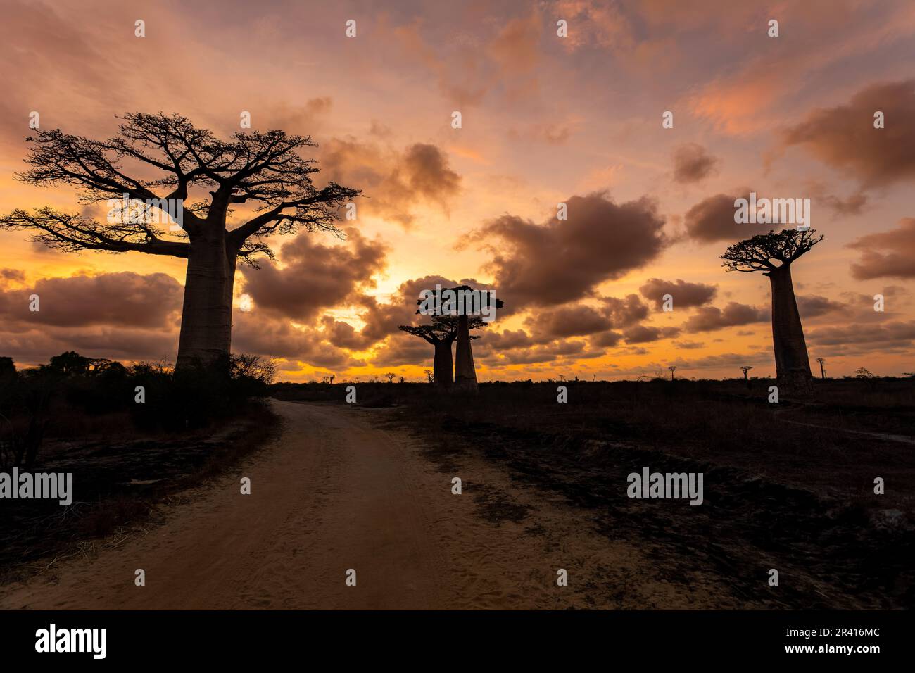 Baobab arbres contre le coucher du soleil sur la route du village de ...