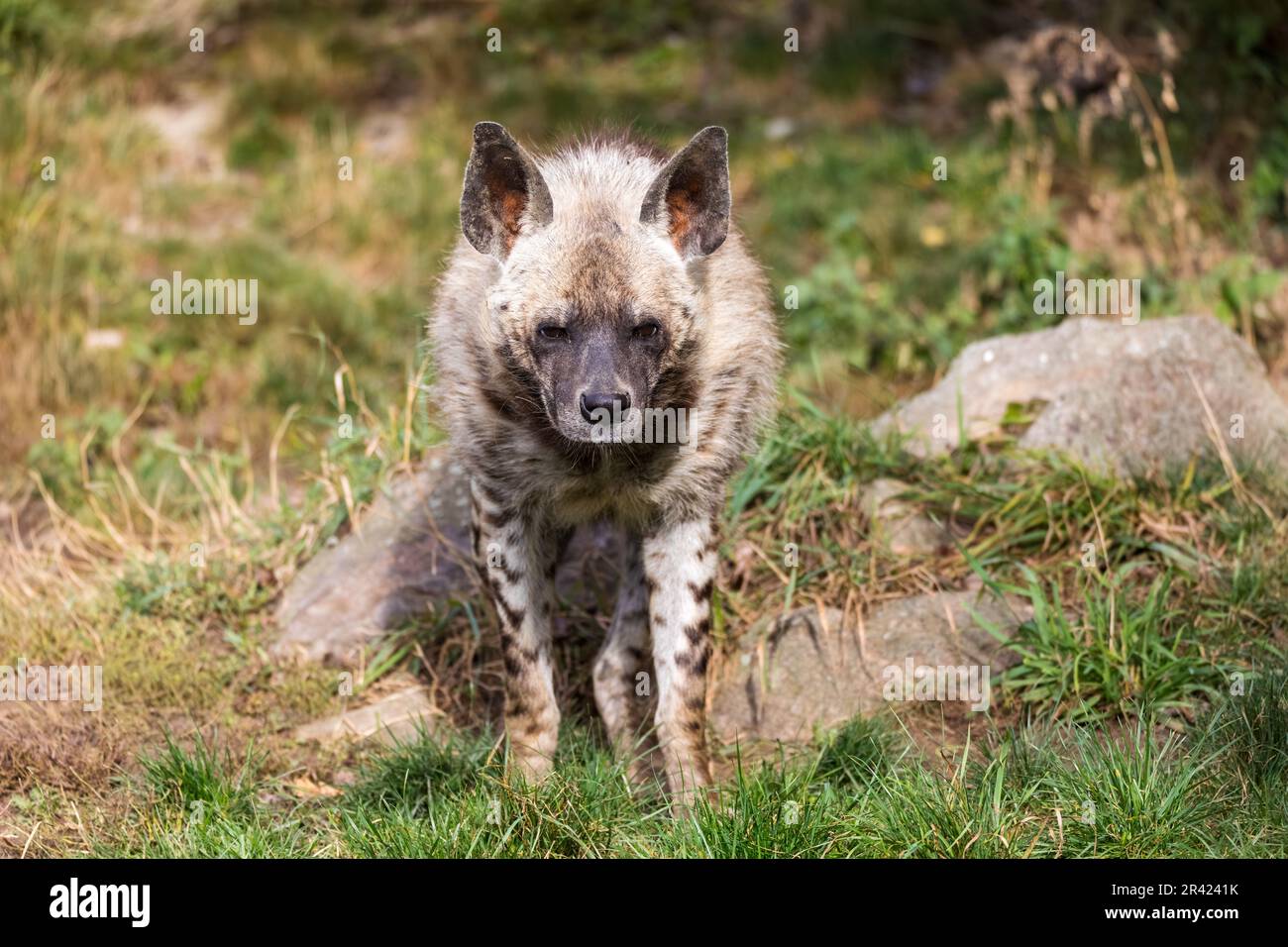 Hyaena close Banque de photographies et d’images à haute résolution - Alamy
