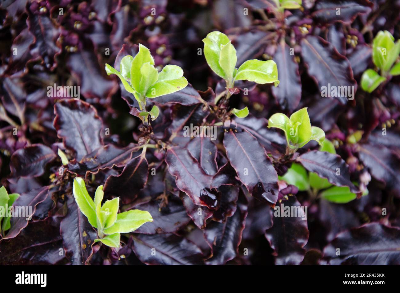 Black matipo Banque de photographies et d’images à haute résolution - Alamy