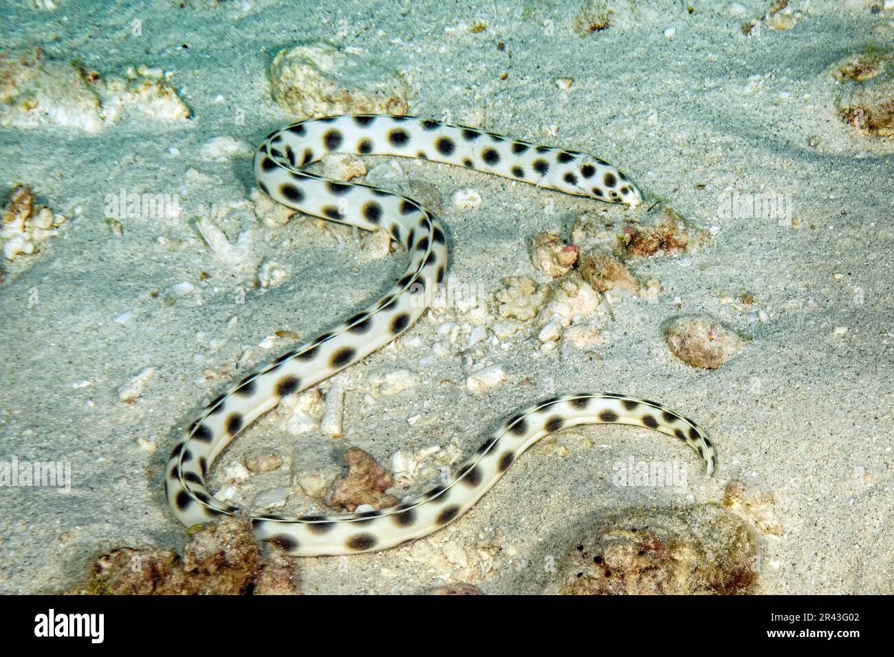 L'anguille de serpent tacheté (Myrichthys maculosus) rampe au-dessus ...