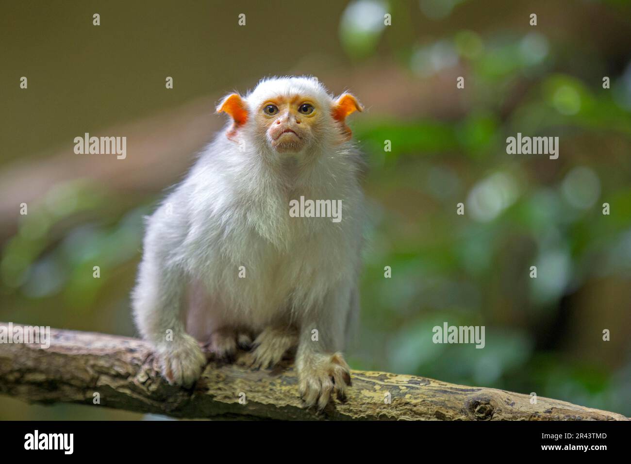 Callithrix argentata Banque de photographies et d’images à haute ...