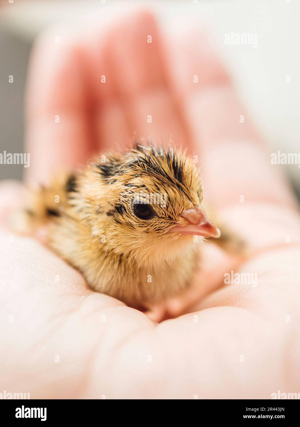 Bébé caille Banque de photographies et d’images à haute résolution - Alamy
