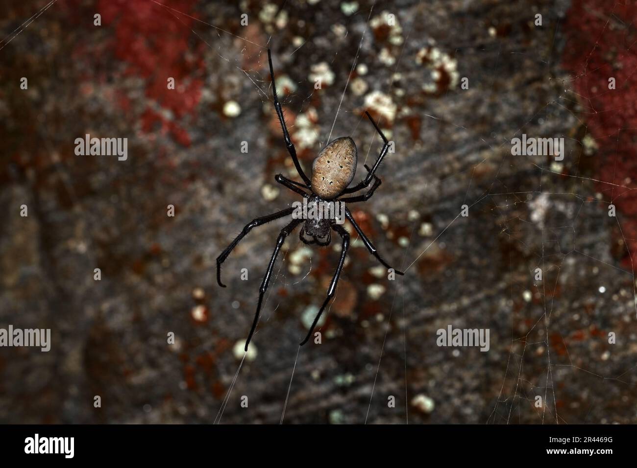 Nephilingis livida Banque de photographies et d’images à haute ...