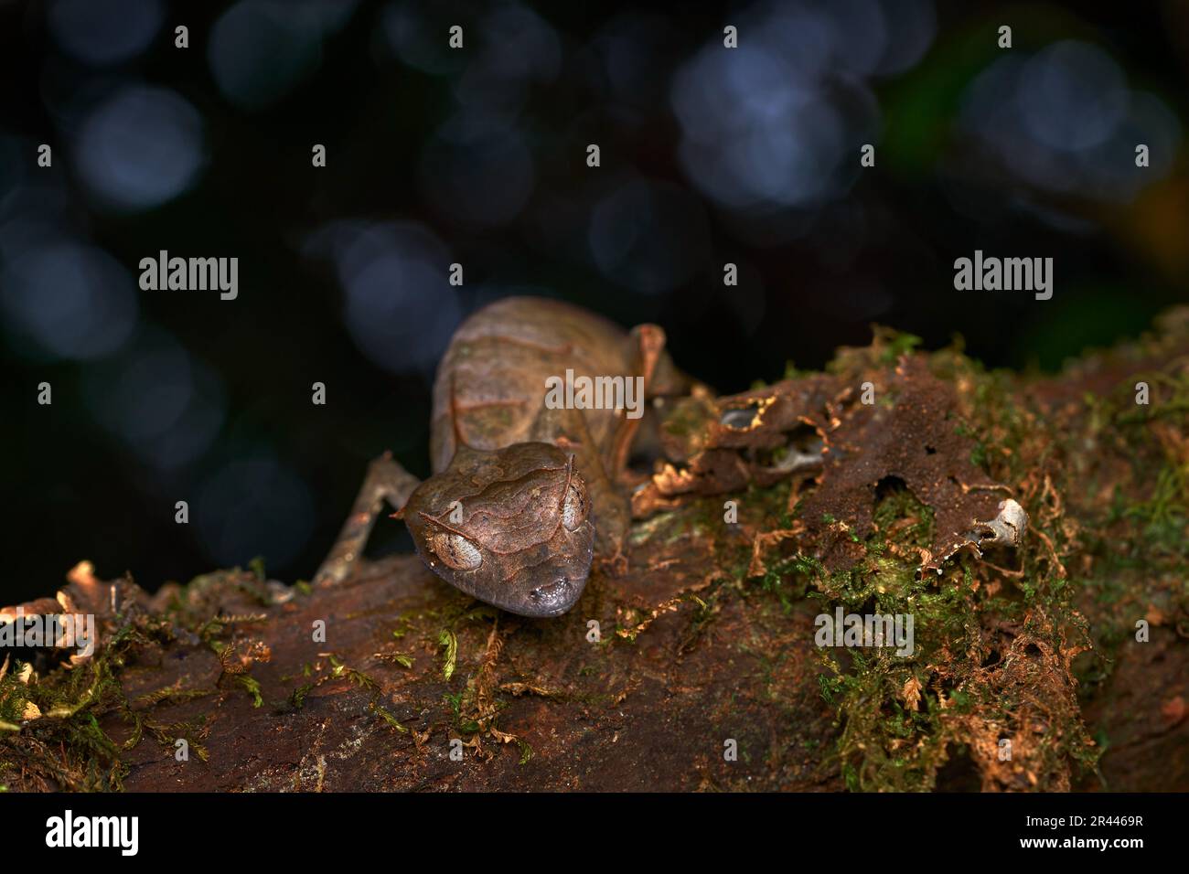 Gecko à queue de feuilles satanique, Uroplatus phantasticus, lézard du ...