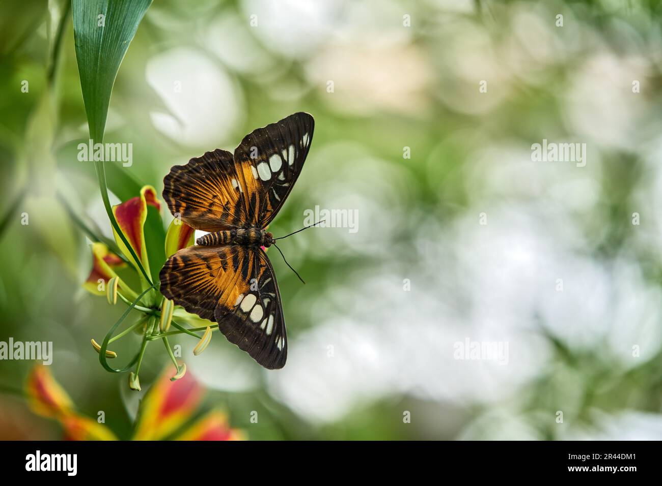 Insecte sur fleur dans l'habitat de la nature. Un papillon au Costa ...