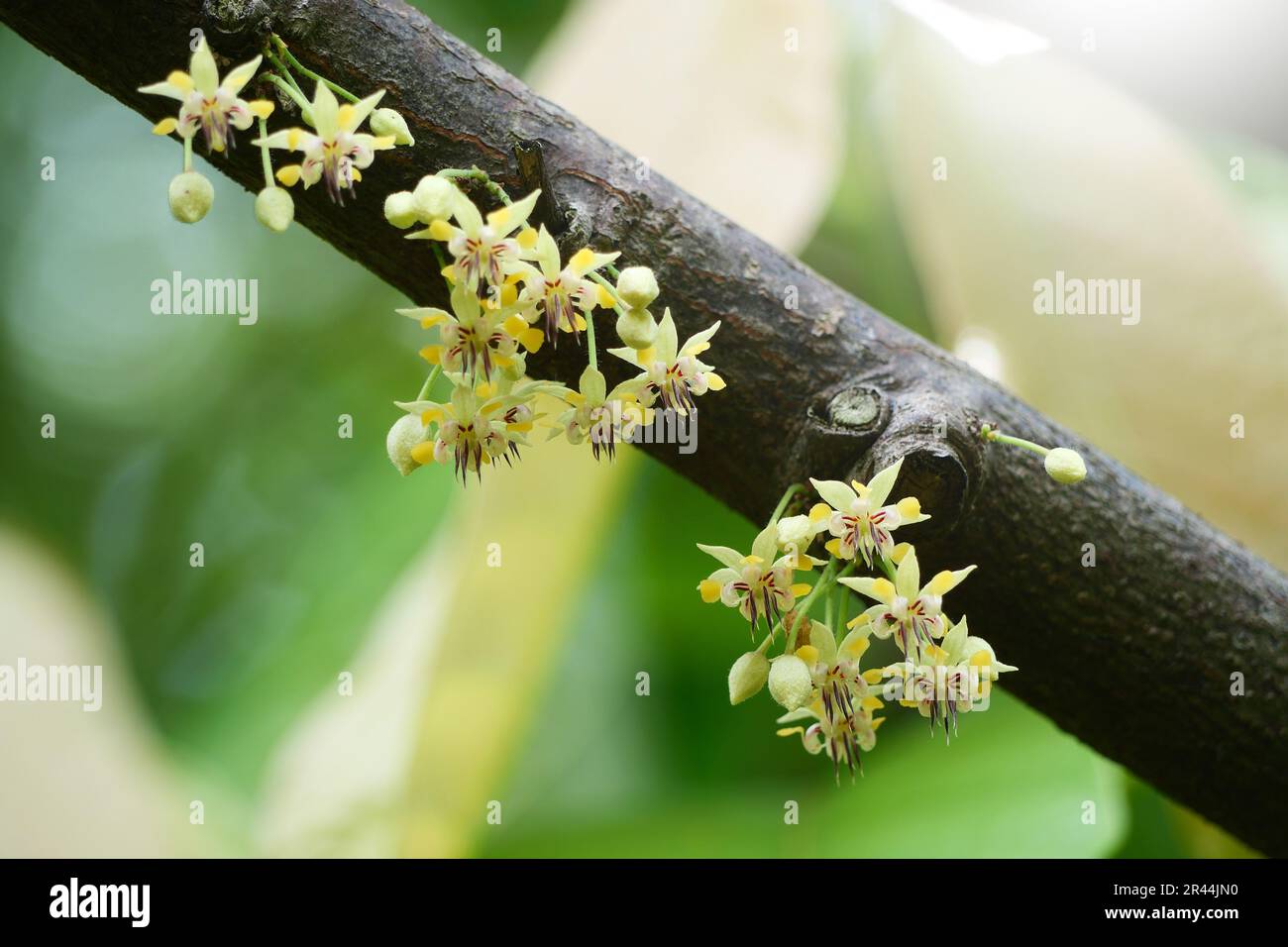 Cacaoyer avec des fleurs Banque de photographies et d’images à haute ...