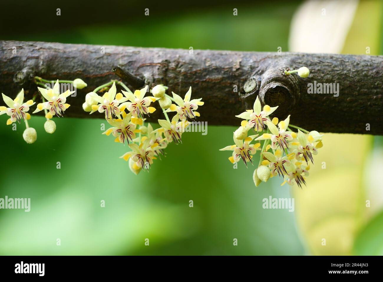 Cacaoyer avec des fleurs Banque de photographies et d’images à haute ...