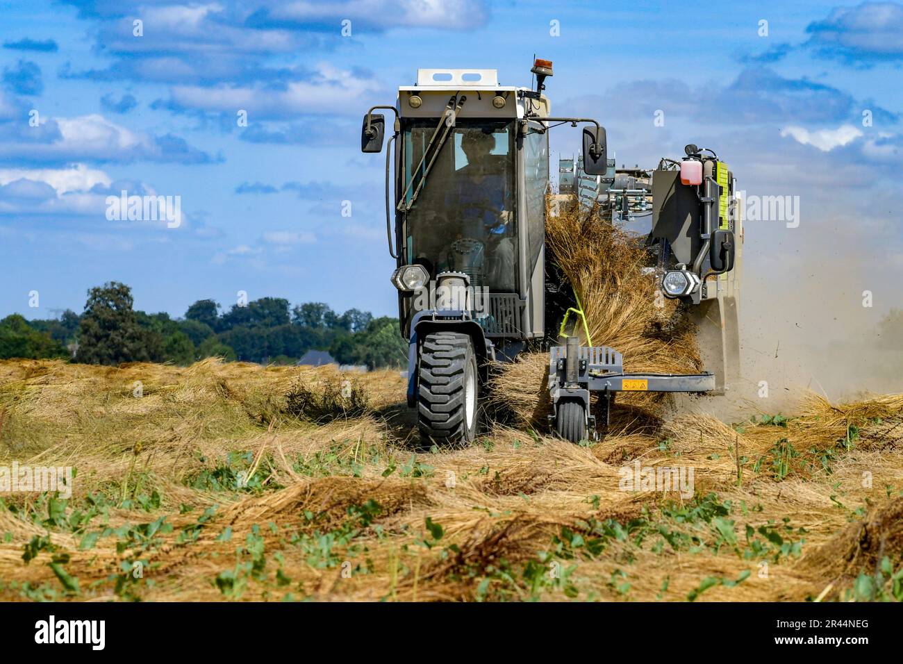 Culture de lin Banque de photographies et d’images à haute résolution ...