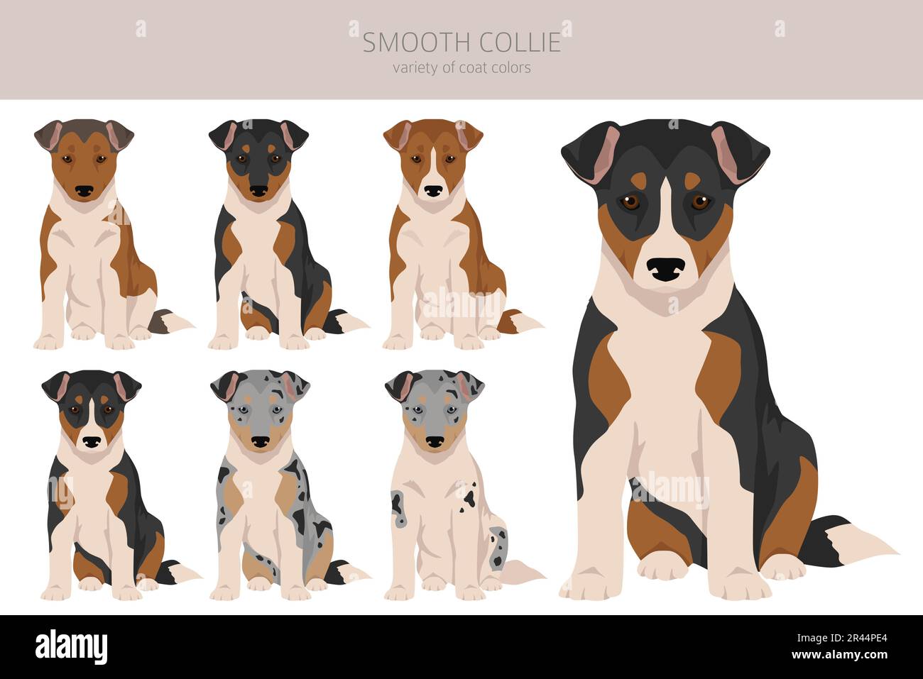 Couleurs de pelage de chiot Collie lisse, différentes poses clipart ...