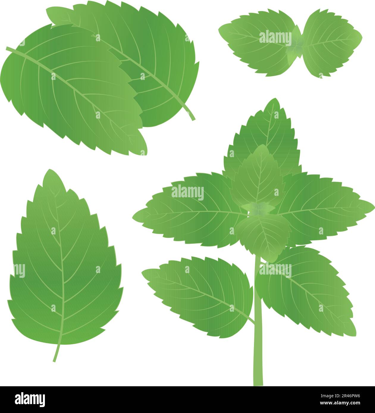 Tulsi biologique Banque d'images vectorielles - Alamy