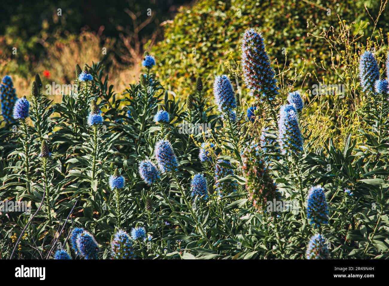 Une fleur bleue vibrante avec de longues tiges qui poussent dans une ...