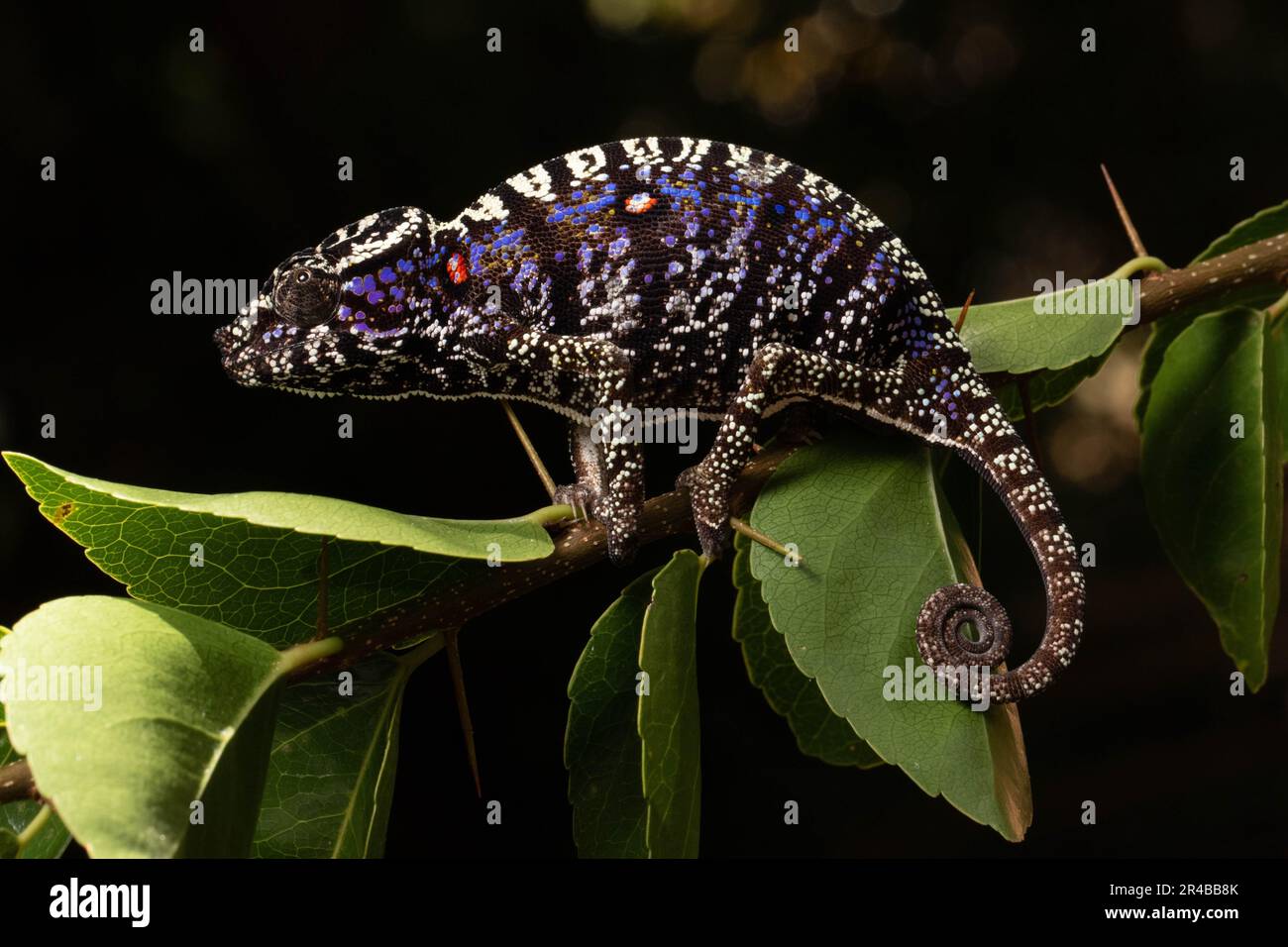 Le caméléon femelle de voeltzkow (Furcifer voeltzkowi), extrêmement ...