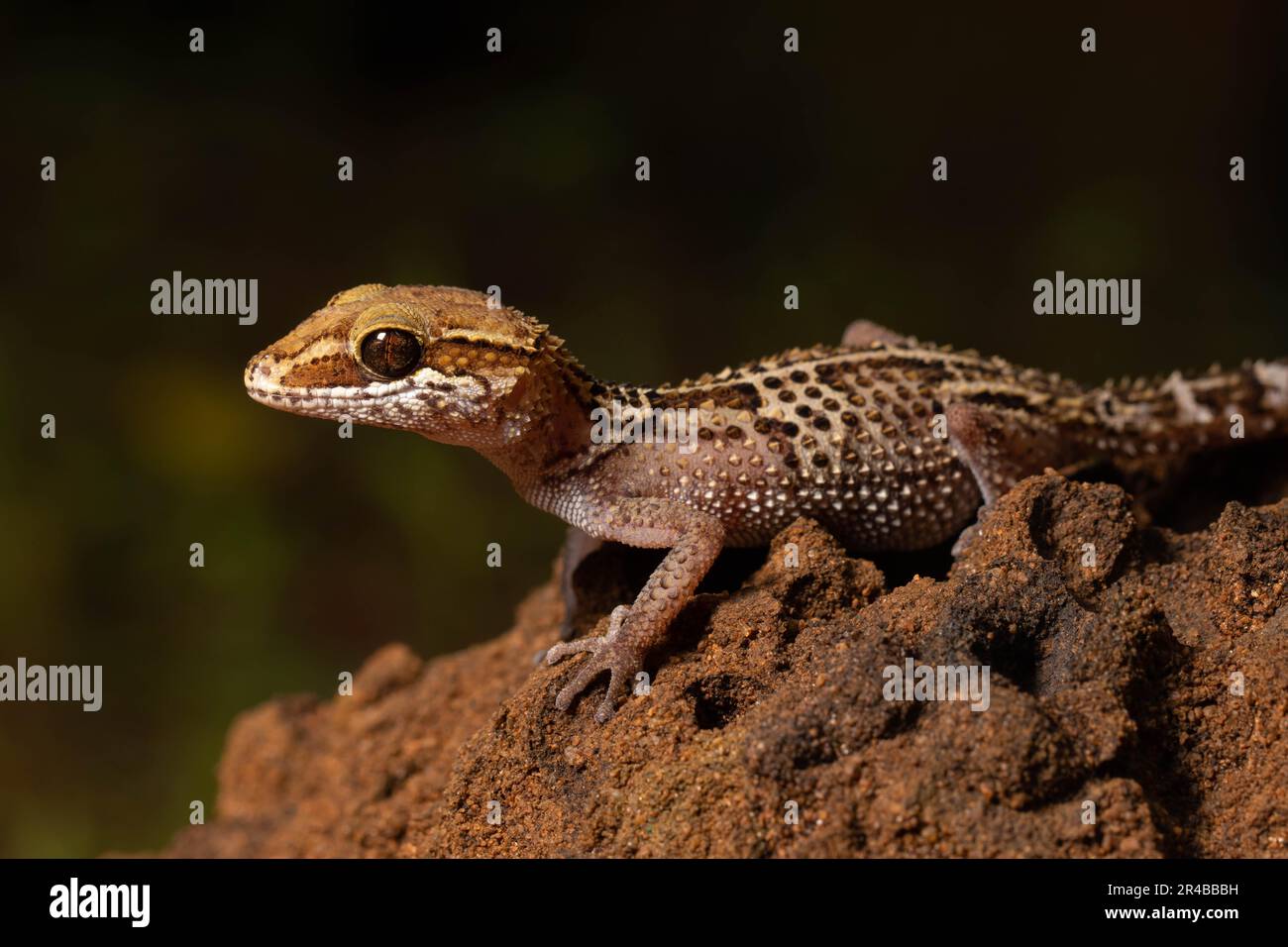 La gecko terrestre de Stumpff (Paroedura stumpffi), femelle, sur le ...