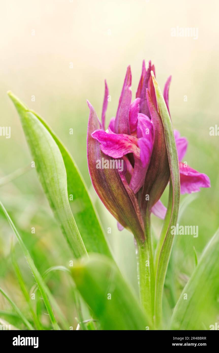 Cuckoo flower dactylorhiza sambucina Banque de photographies et d ...