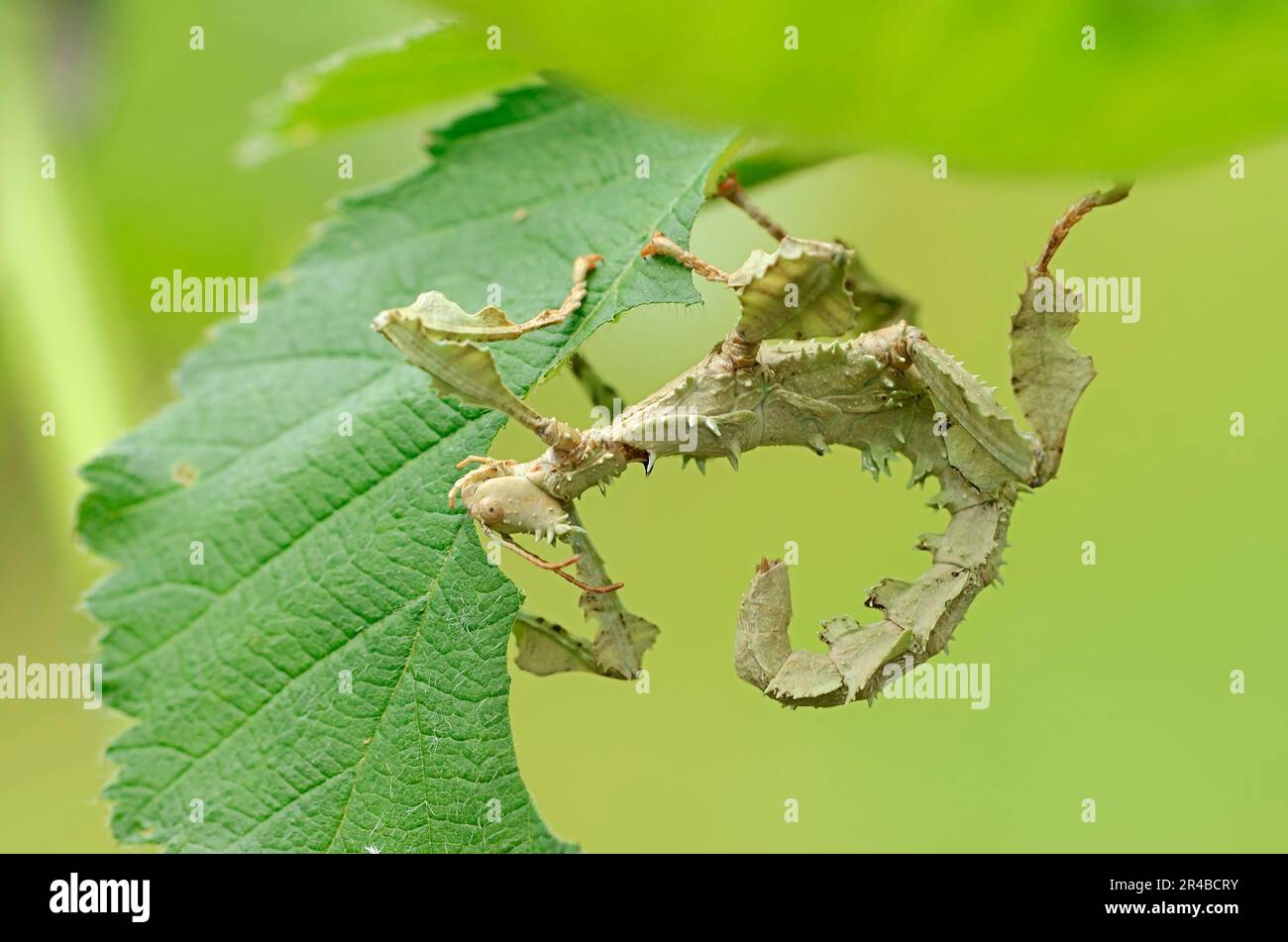 Walking stick insect camouflage Banque de photographies et d’images à ...