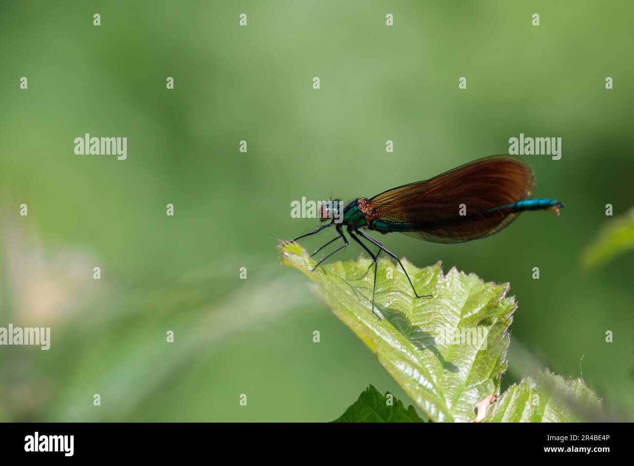 Belle demoiselle Calopteryx virgo, bleu métalique thorax et abdomen ...