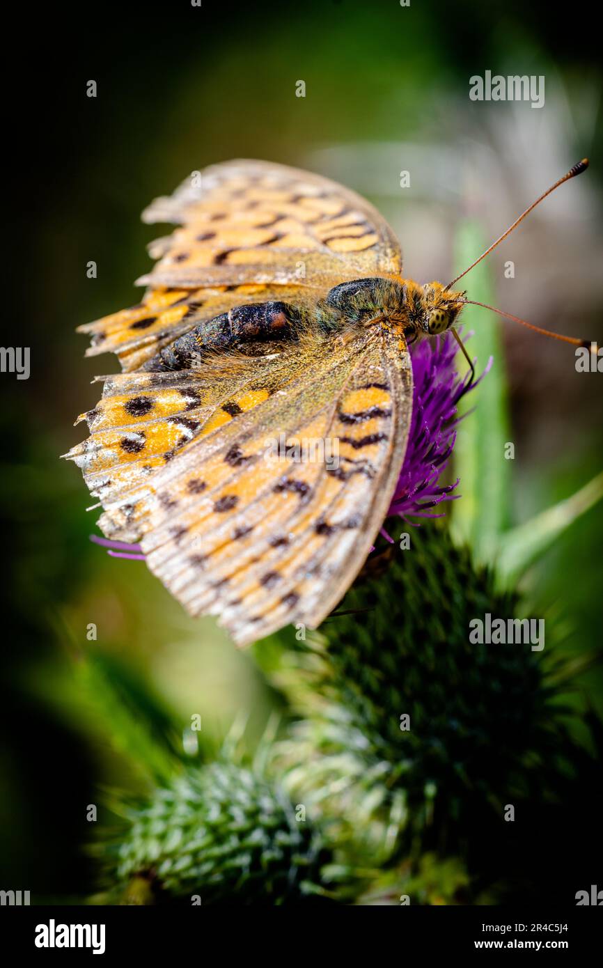 Taches violettes distinctives Banque de photographies et d’images à ...