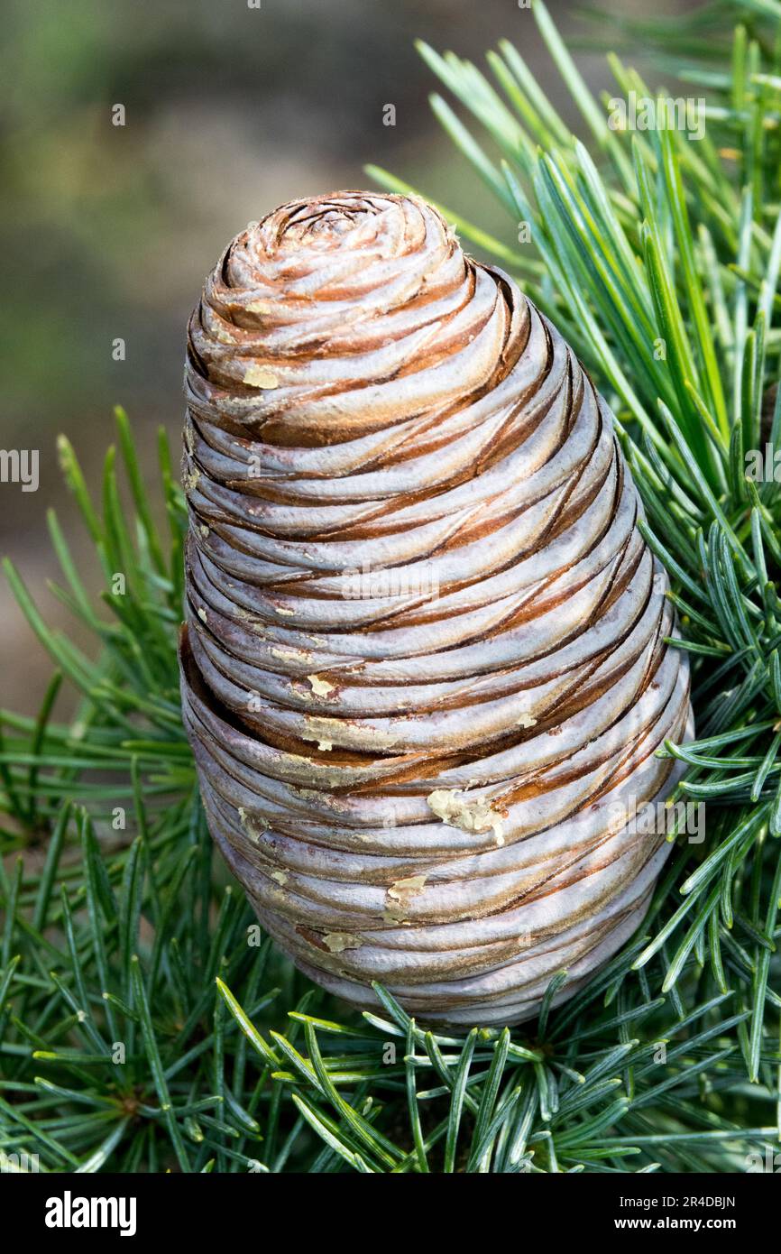Cedar of lebanon cedrus libani Banque de photographies et d’images à haute résolution - Alamy