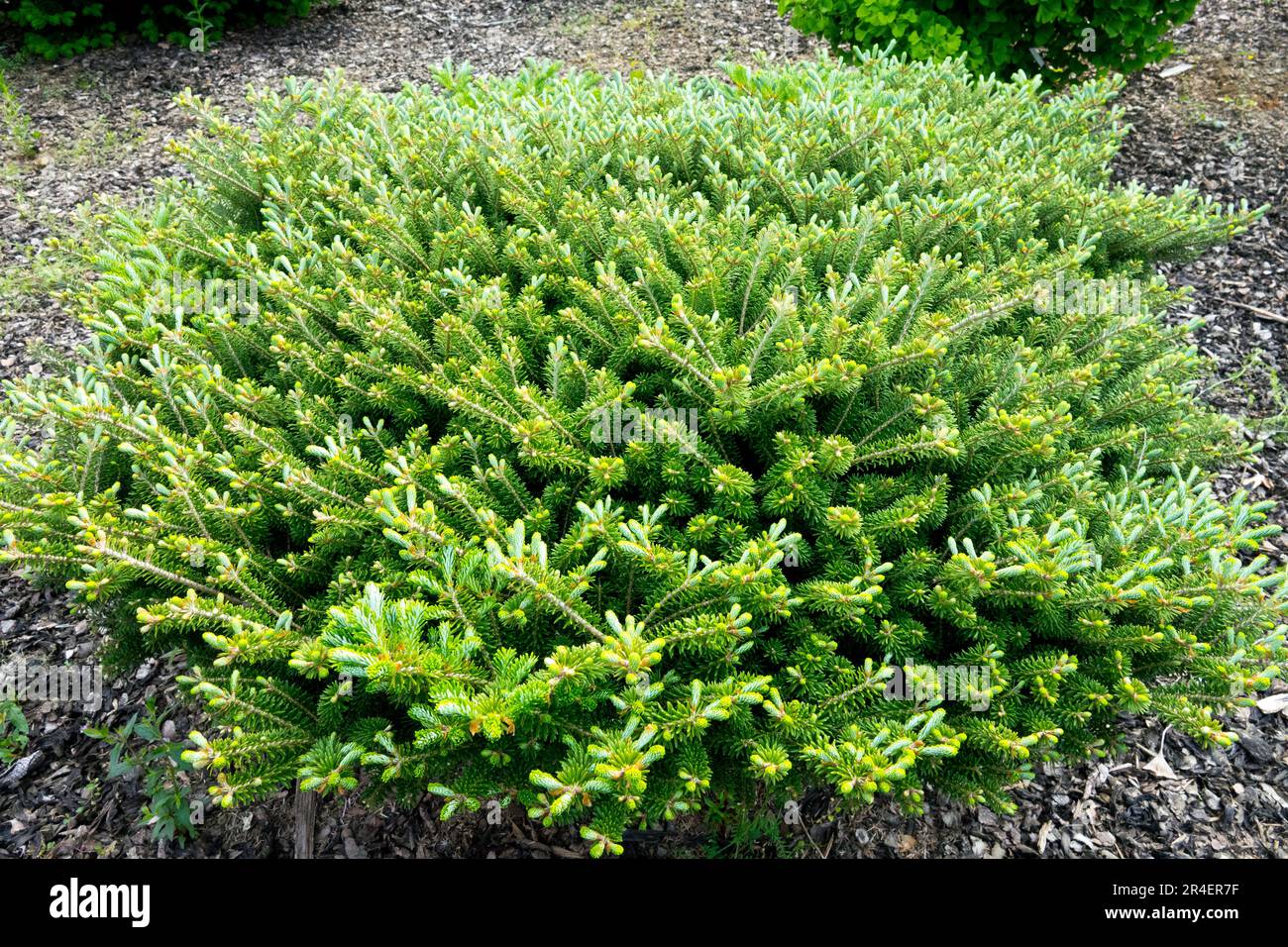 Korean fir Banque de photographies et d’images à haute résolution - Alamy