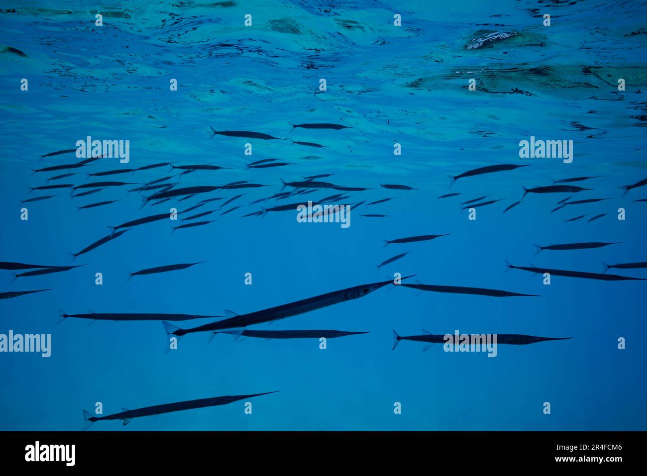 Surface aiguë Banque de photographies et d’images à haute résolution ...