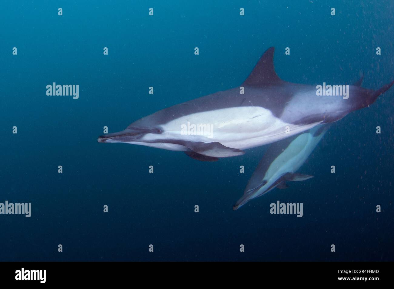 Paire de dauphins à bec long, Delphinus capensis, Port St Johns, Wild ...