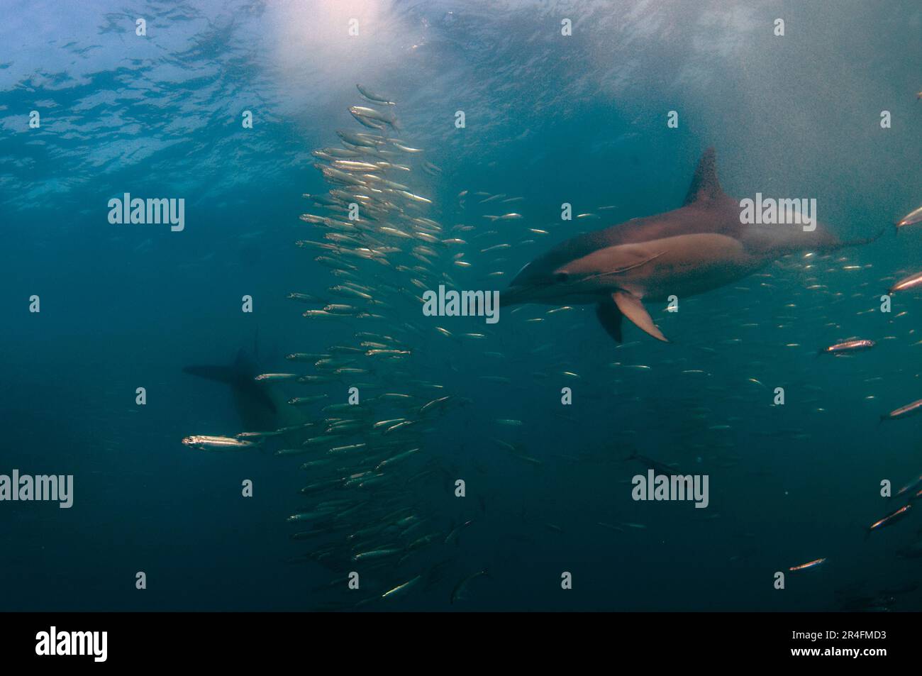 Dauphins à bec long, Delphinus capensis, se nourrissant sur le baitball ...